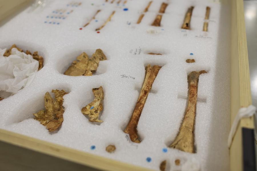 Ainda está por decidir se "Criança do Lapedo" será um dia exposta ao ...