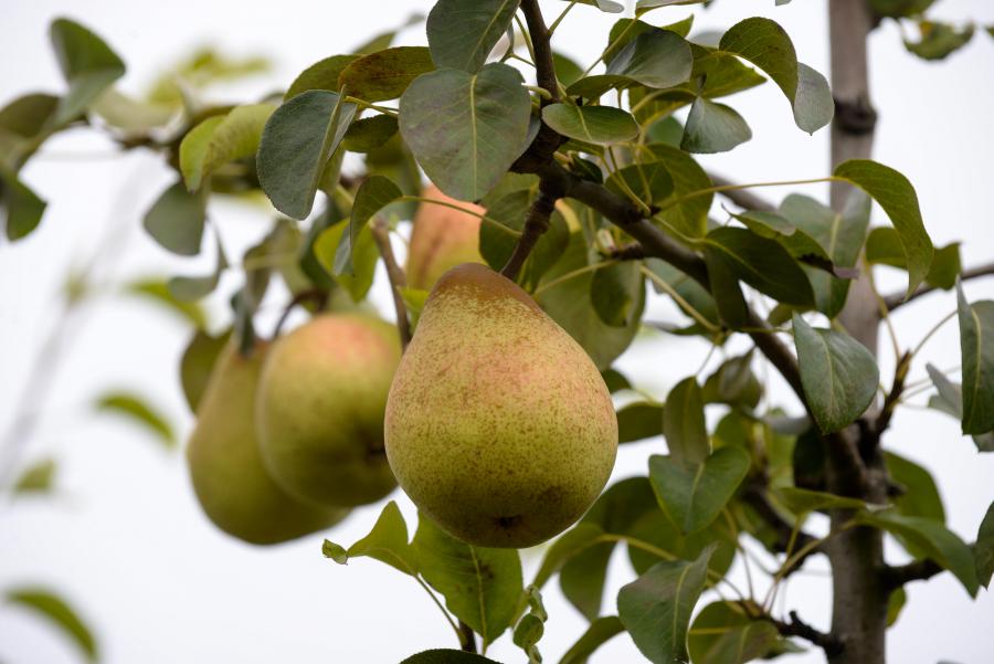 PRODUTORES DO OESTE ESTIMAM COLHEITA DE 200 MIL TONELADAS DE PERA ROCHA ...
