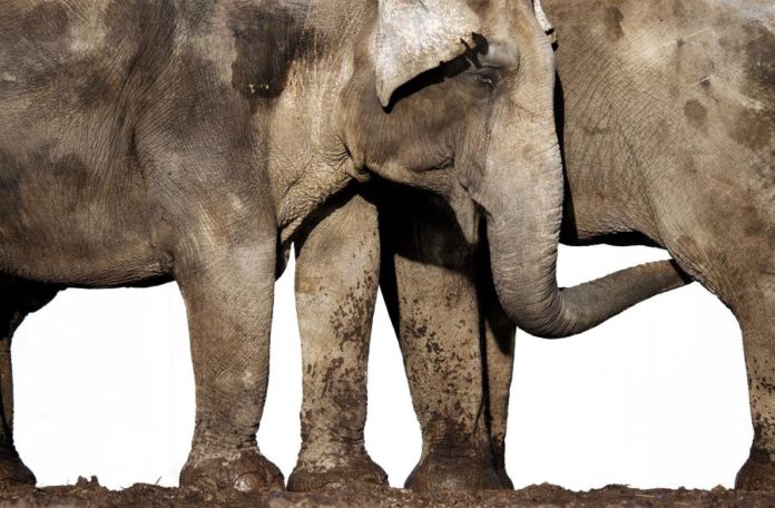 Elefantes estão a destruir campos agrícolas na província angolana do ...