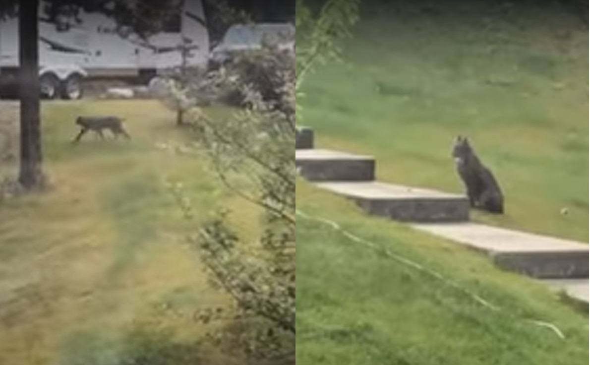 Lince do Canadá: Thomas Jung avistou animal raro a 50 metros - Correio ...