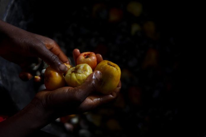Caju exportado por Moçambique rendeu recorde de 88,7 ME em 2024 ...